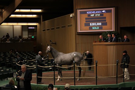Rotation - Horse Profile - BloodHorse