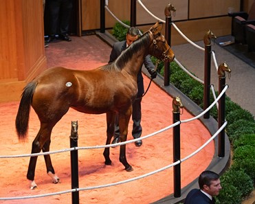 Summer Applause - Horse Profile - BloodHorse