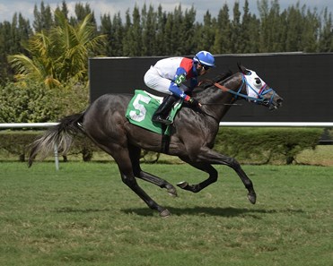 Surprise Factor - Horse Profile - BloodHorse