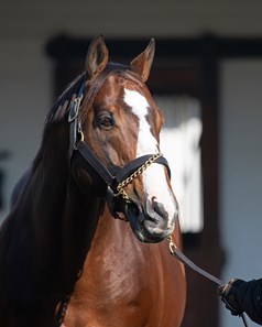 Into Mischief - Horse Profile - BloodHorse