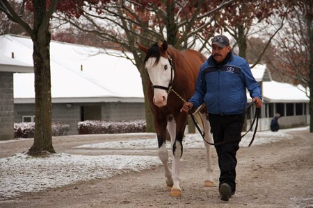 Southern Phantom Draws Crowd at Keeneland November - BloodHorse