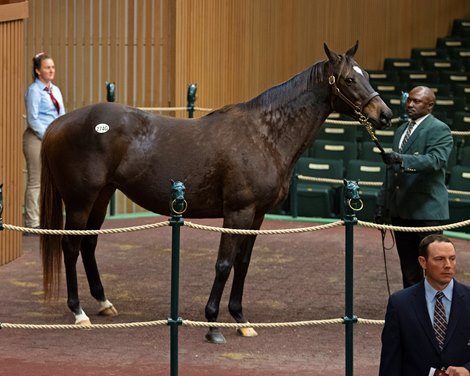 Purely Hot, Dam of Eight Rings, Brings $1.2 Million - BloodHorse