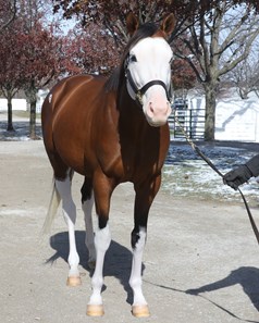 Southern Phantom - Horse Profile - BloodHorse