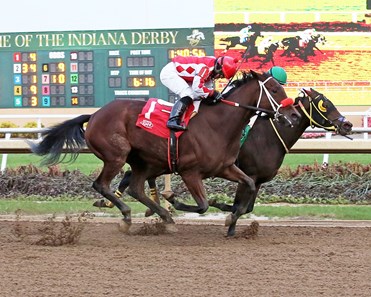 Quiet Contender - Horse Profile - BloodHorse