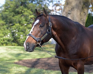 Into Mischief - Horse Profile - BloodHorse