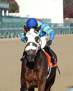 Sara Sea - Horse Profile - BloodHorse