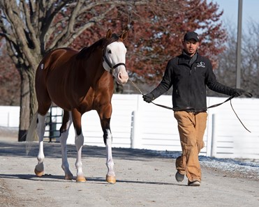 Southern Phantom - Horse Profile - BloodHorse