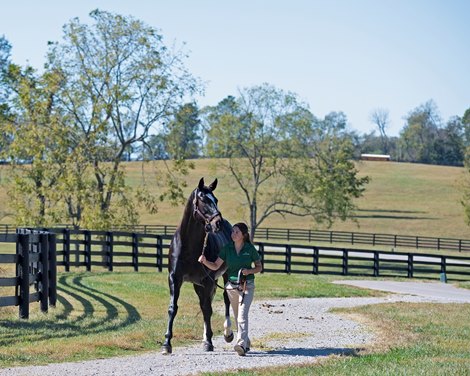Zenyatta Delivers Filly by Candy Ride - BloodHorse