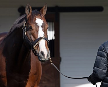 Into Mischief - Horse Profile - BloodHorse