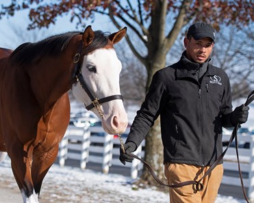 Southern Phantom - Horse Profile - BloodHorse