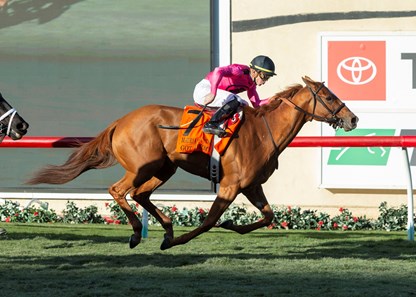 Got Stormy - Horse Profile - BloodHorse