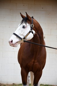 Southern Phantom - Horse Profile - BloodHorse