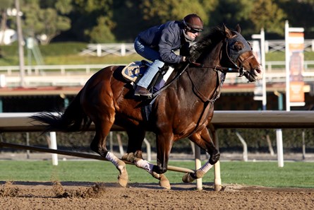 Higher Power - Horse Profile - BloodHorse