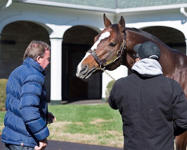 Into Mischief - Horse Profile - BloodHorse