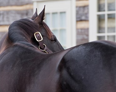Sharp Azteca - Horse Profile - BloodHorse