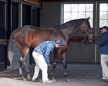 Uncle Mo - Horse Profile - BloodHorse