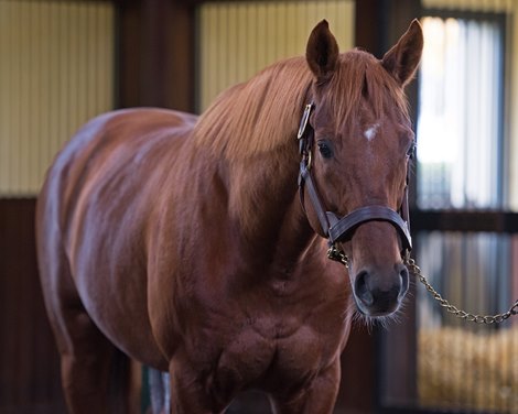 Gun Runner's Yearlings Maintain Market Momentum - BloodHorse