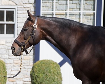 Uncle Mo - Horse Profile - BloodHorse