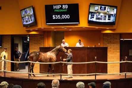 Uncle Mo - Horse Profile - BloodHorse