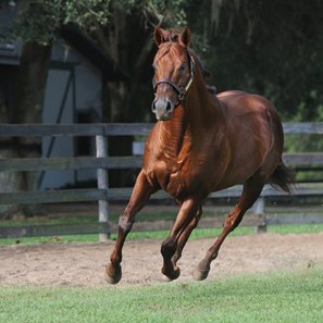 Florida Sire Greatness to Stand at Solera Farm - BloodHorse