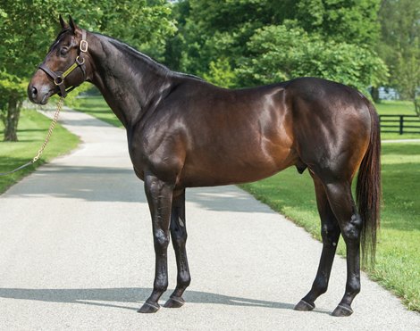 PHBA to Hold Online Stallion Season Auction Jan. 13-19 - BloodHorse