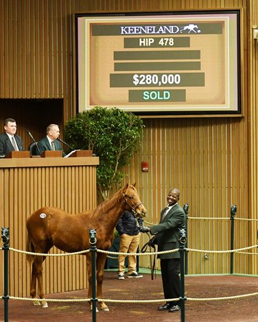 New York-Bred Candy Ride Colt a Standout for Clement - BloodHorse