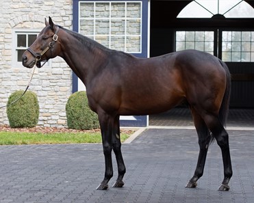 Uncle Mo - Horse Profile - BloodHorse