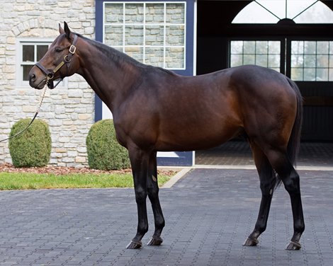 Coolmore America Unveils 2021 Stallion Roster - BloodHorse
