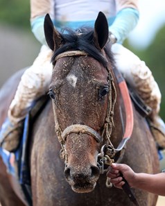Lone Sailor - Horse Profile - BloodHorse