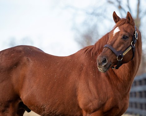 Distorted Humor - Slideshow - BloodHorse