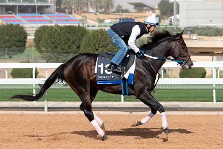 Rowdy Yates - Horse Profile - BloodHorse