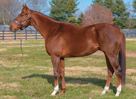 Irish War Cry Relocates to Leadem Farm in Arkansas - BloodHorse