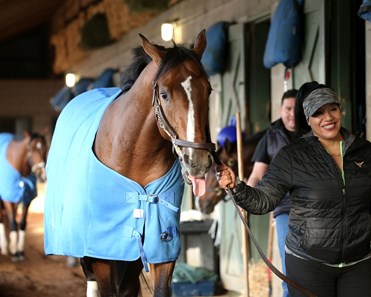 Shoplifted - Horse Profile - BloodHorse