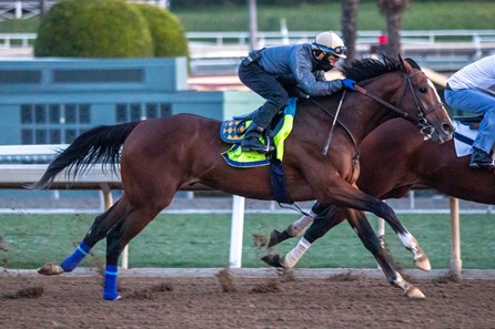 Authentic - Horse Profile - BloodHorse