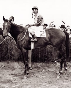 Bold Ruler - Horse Profile - BloodHorse