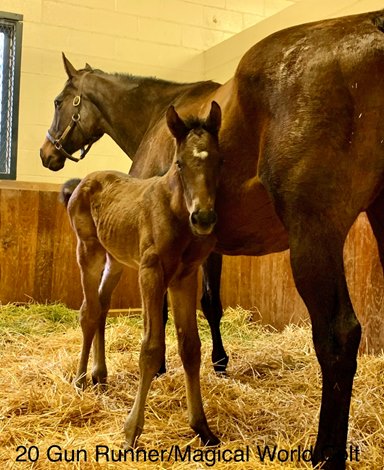 Foal Patrol's Magical World Delivers Gun Runner Colt - BloodHorse