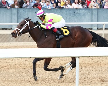 Sycamore Run - Horse Profile - BloodHorse