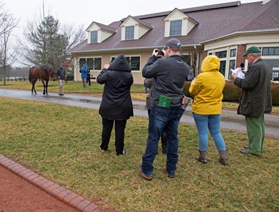 Quality Road - Horse Profile - BloodHorse