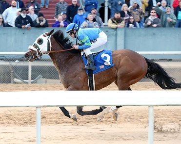 Sara Sea - Horse Profile - BloodHorse