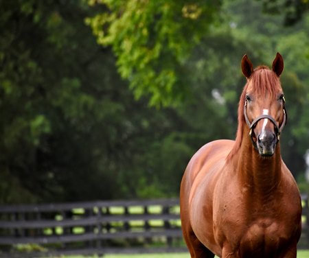 First Foals by Collected on the Ground - BloodHorse