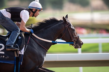 Rowdy Yates - Horse Profile - BloodHorse