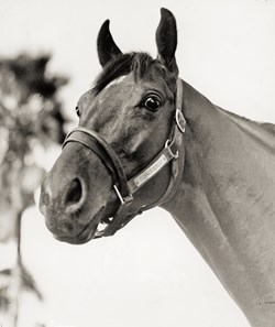Secretariat - Slideshow - BloodHorse