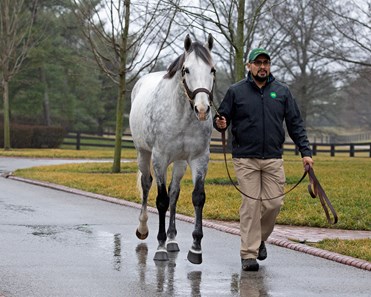 Liam's Map - Horse Profile - BloodHorse