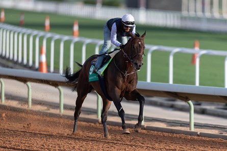 McKinzie - Horse Profile - BloodHorse