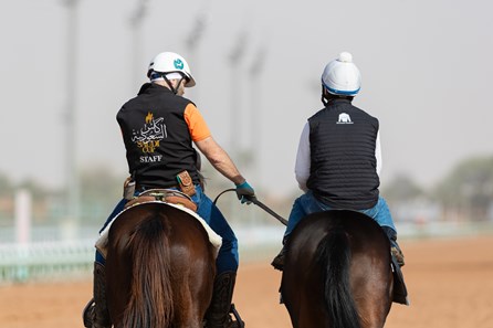 Rowdy Yates - Horse Profile - BloodHorse