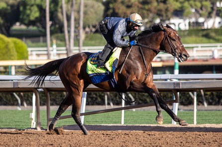 McKinzie - Horse Profile - BloodHorse