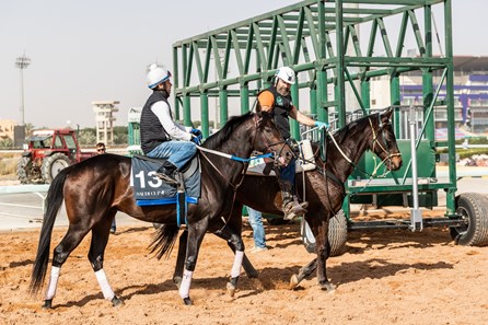 Rowdy Yates - Horse Profile - BloodHorse