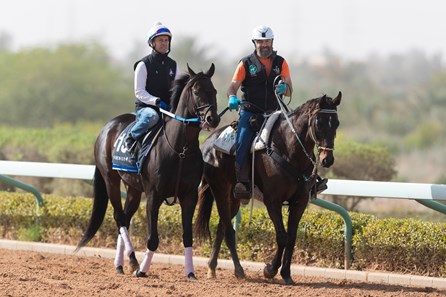 Rowdy Yates - Horse Profile - BloodHorse