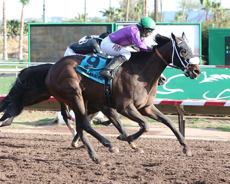 Connections of Intriguing Horses Take Their Shots - BloodHorse