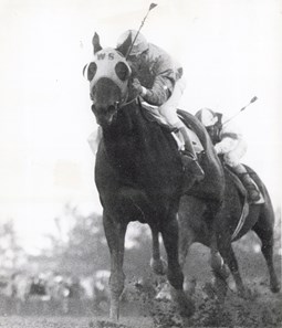 Bold Ruler - Horse Profile - BloodHorse